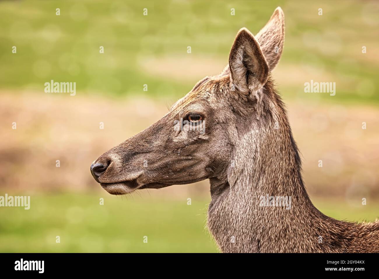 Deer without horns hi-res stock photography and images - Alamy