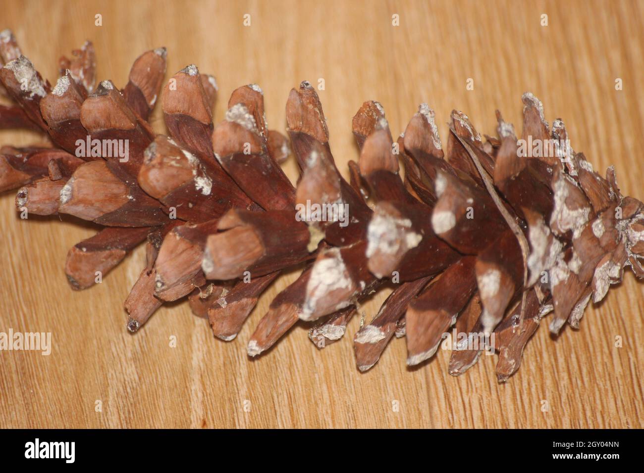 Close-Up of pine cone on wooden floor background. Pine (conifer) cone ...