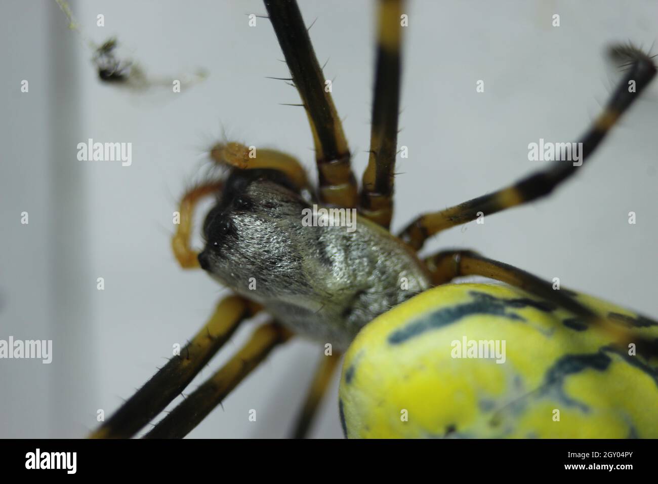 Giant spider macro view with selective focus, with blurred white ...