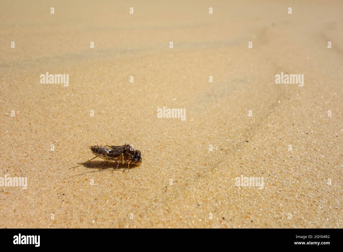 Sand bug hi-res stock photography and images - Alamy