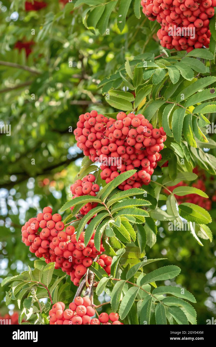 Mountain ash trees hi-res stock photography and images - Alamy