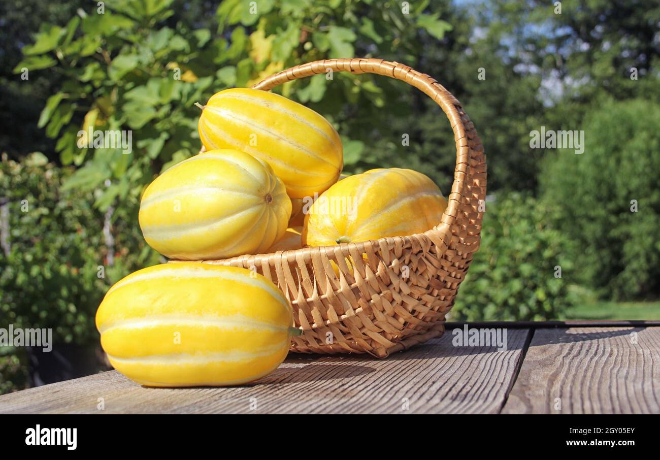 Summer Vegetable Harvest - Ginkaku Korean Melons - Cucumis melo var ...