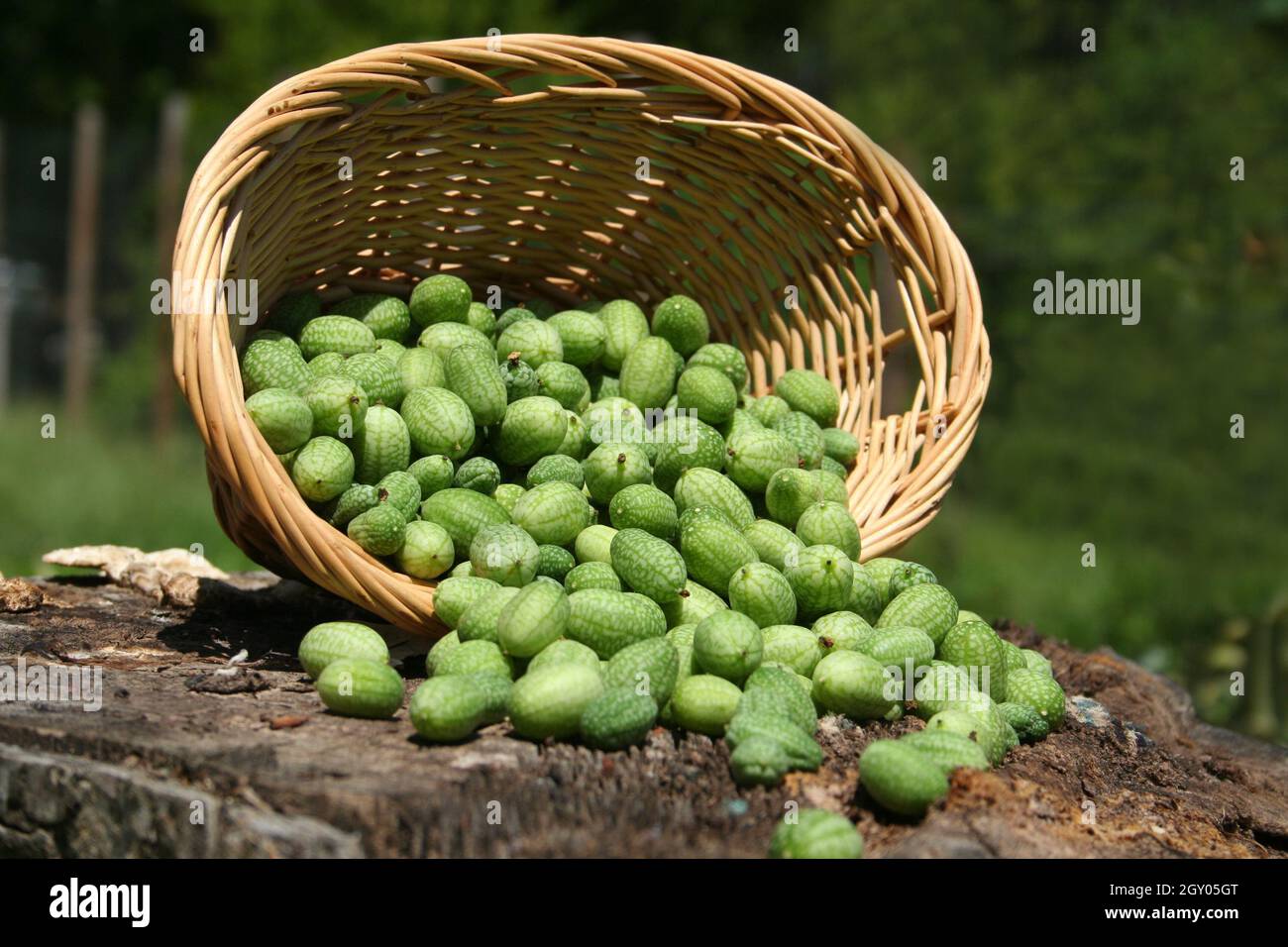 Mini watermelons hi-res stock photography and images - Alamy
