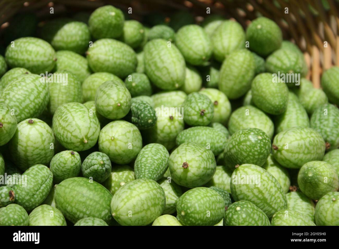 Miniature Mexican Watermelons - Melothria scabra Stock Photo - Alamy