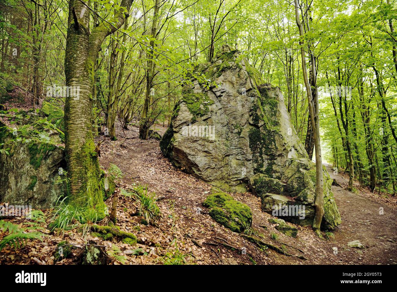 Rocks in forest, Bruchhauser Steine, Germany, North Rhine-Westphalia ...
