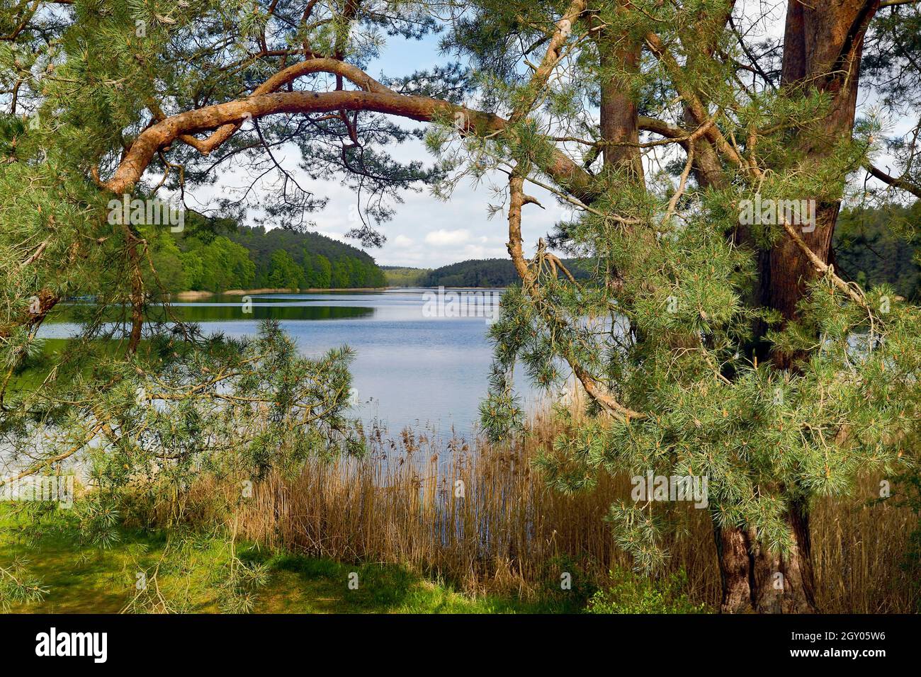 Lake Roofen, nature reserve Stechlin, Germany, Brandenburg, Menz Stock ...