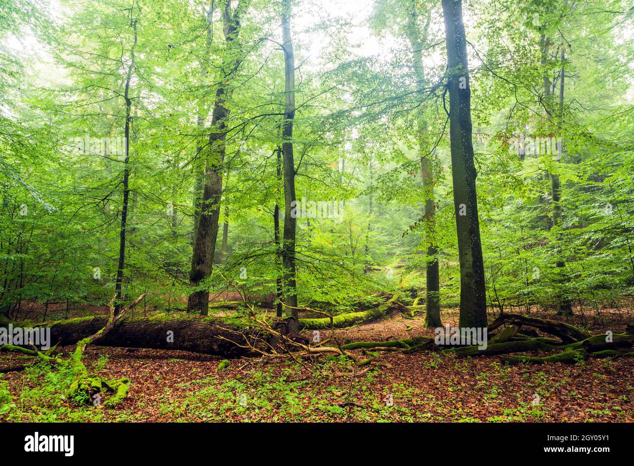 common beech (Fagus sylvatica), primeval beech forest with deadwood ...