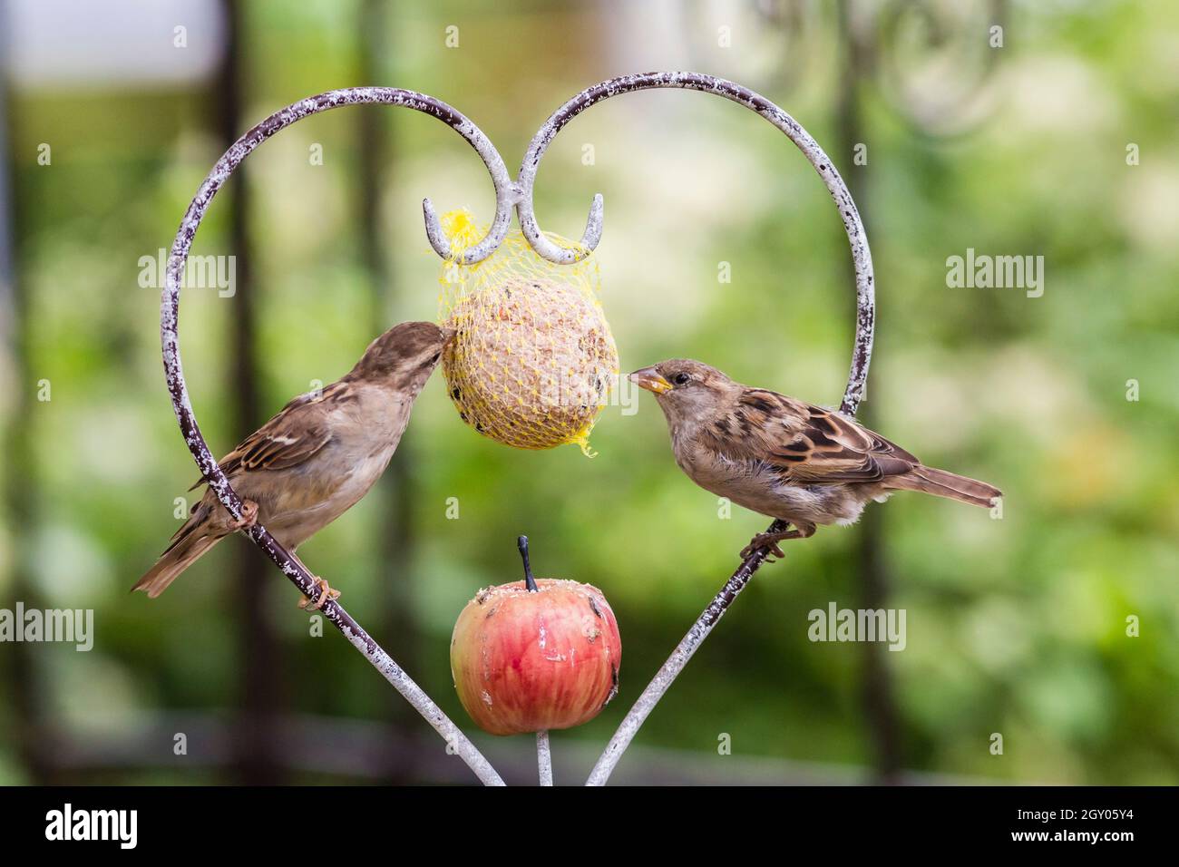 Fat house sparrow hi-res stock photography and images - Alamy