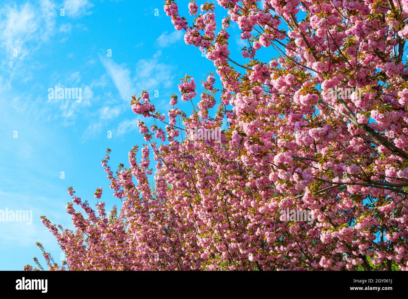 Blooming flowers of sakura tree in the spring. Background Stock Photo ...
