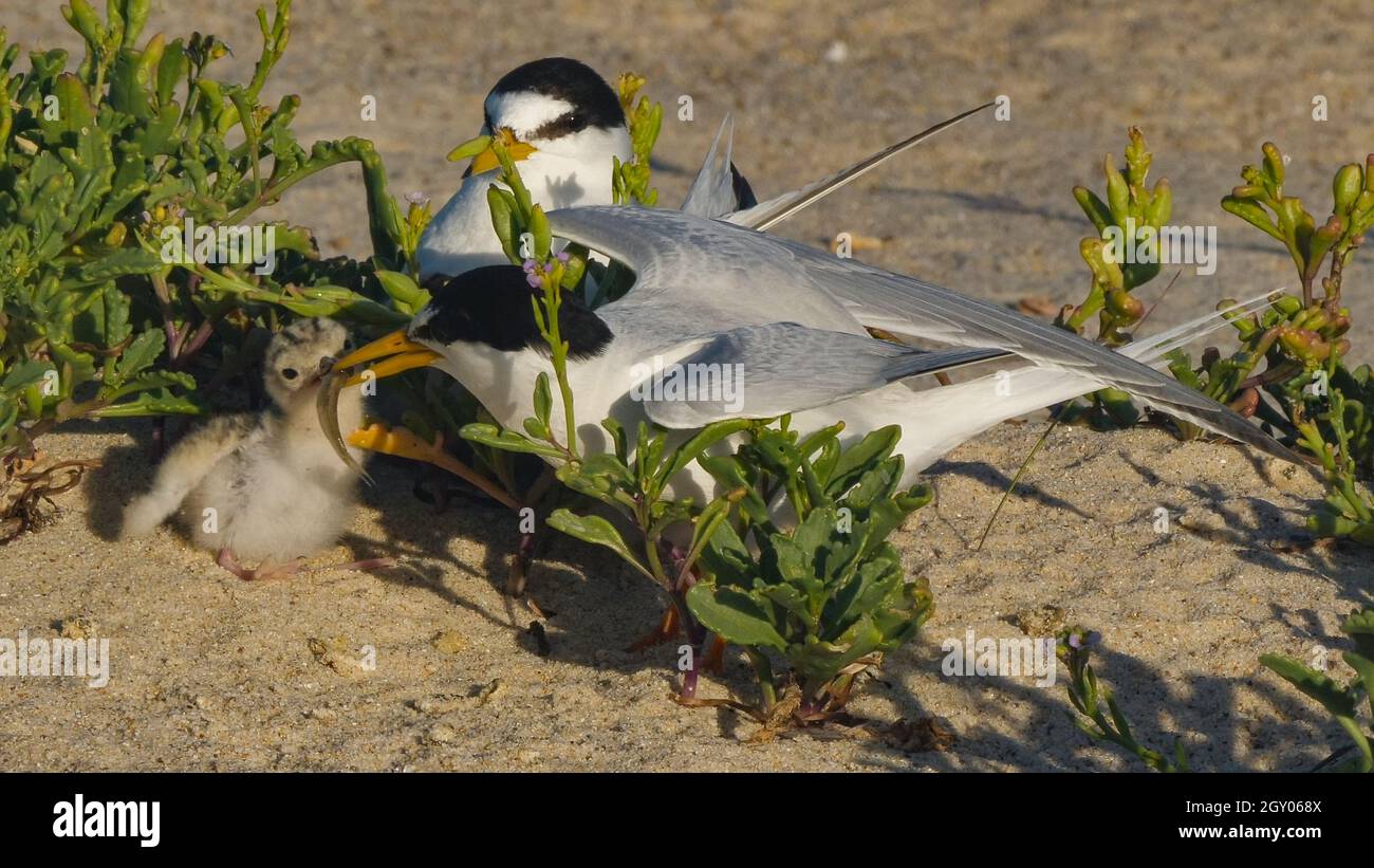 a little tern adult bringing a fish to feed a chick Stock Photo - Alamy