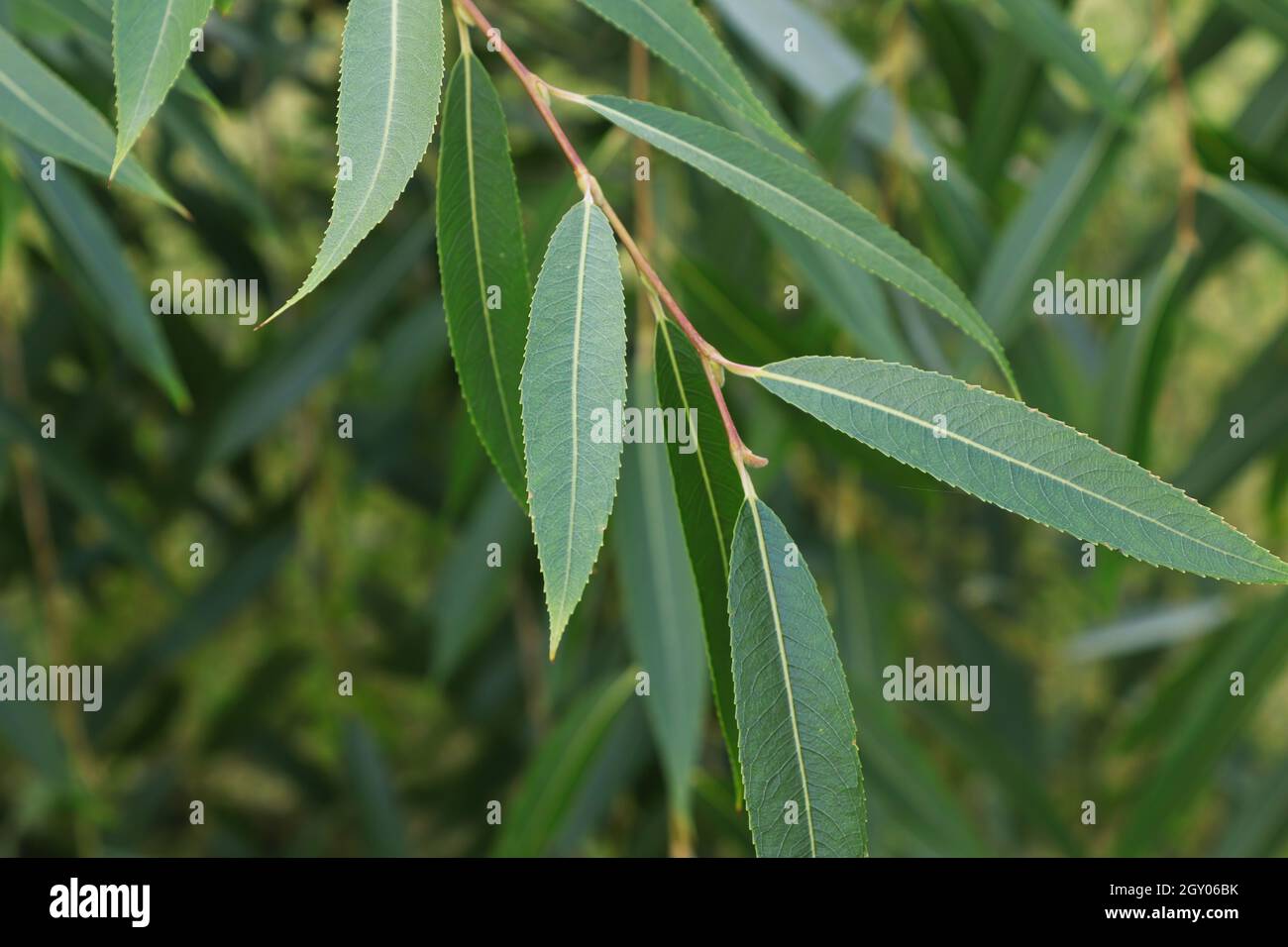 Willow tree closeup branches leaves hi-res stock photography and images ...