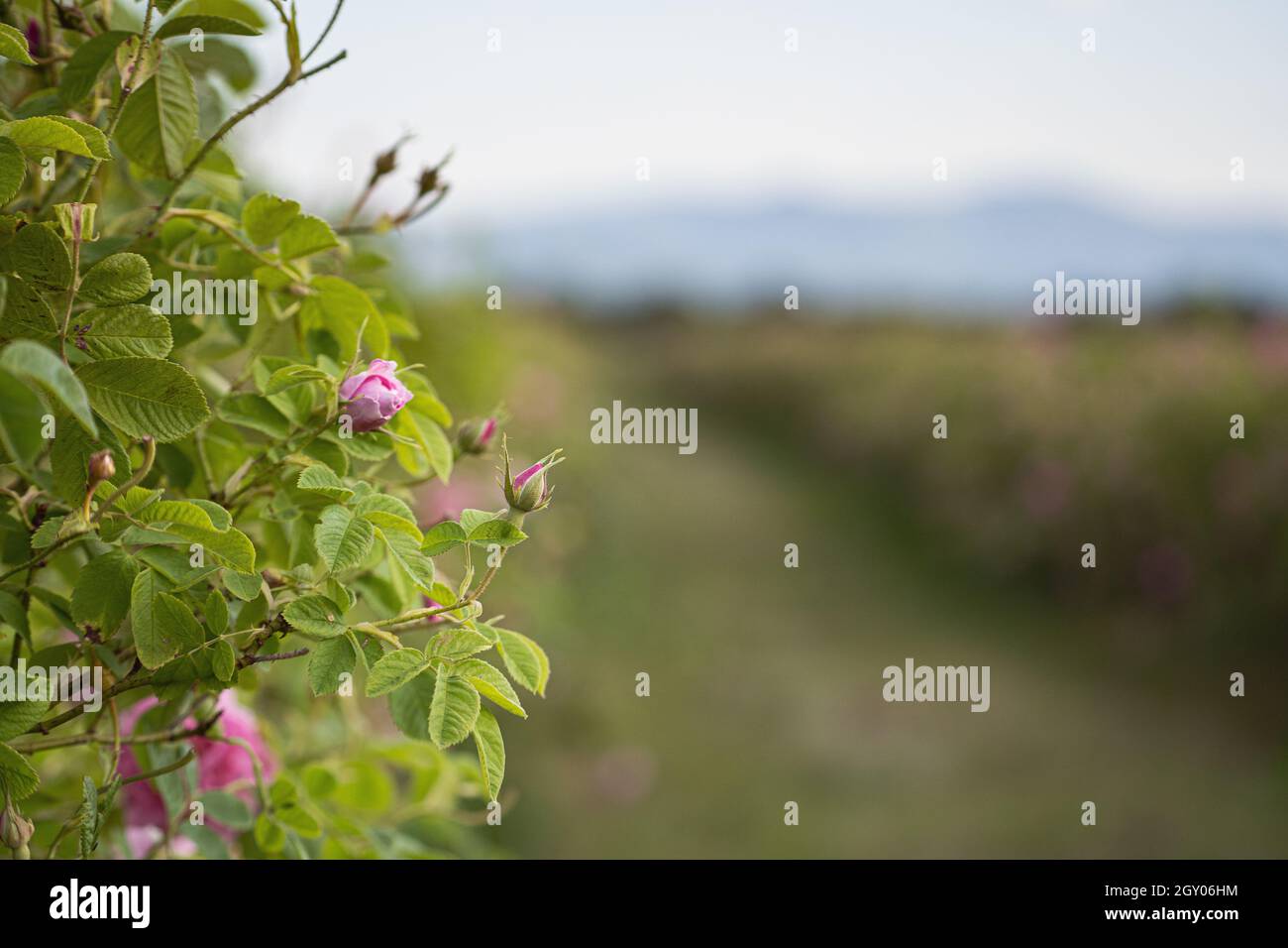 closeup perspective view of rows of pink blossomed rose flowers in a ...