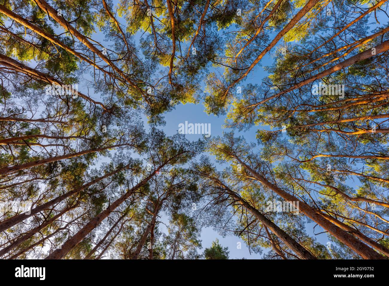 Big Pine Tree Trunk