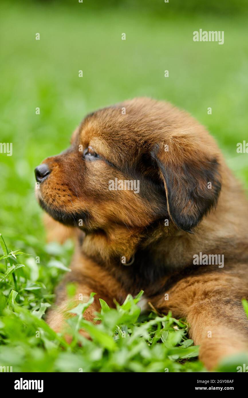 Brown cute happy puppy Newfoundland, Adorable smile dog in the summer ...