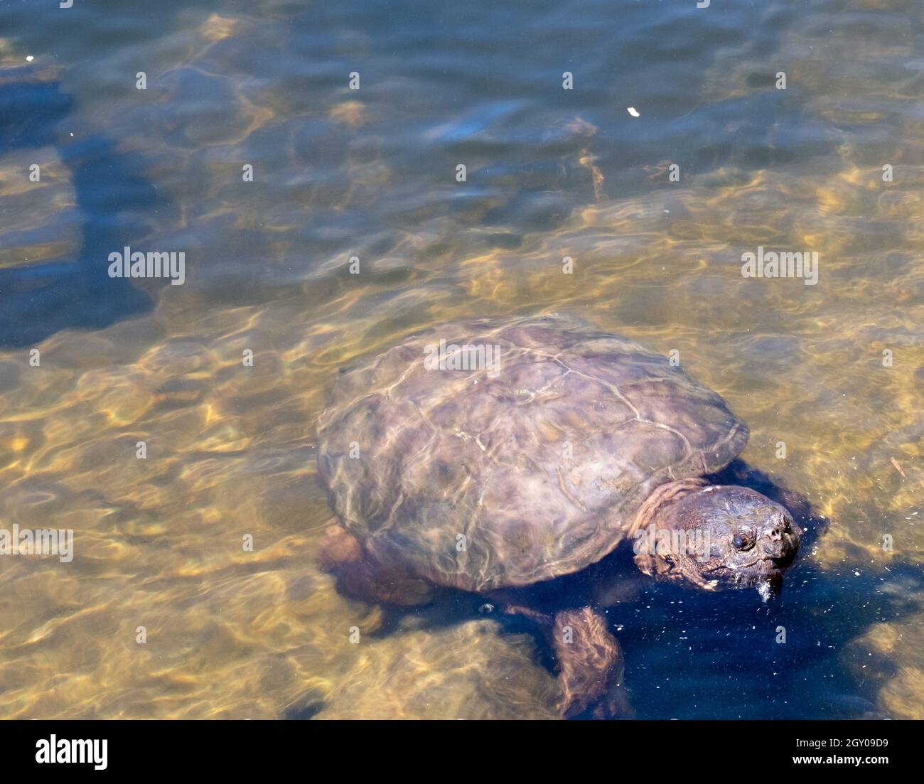 Cute snapping turtle in the water Stock Photo - Alamy