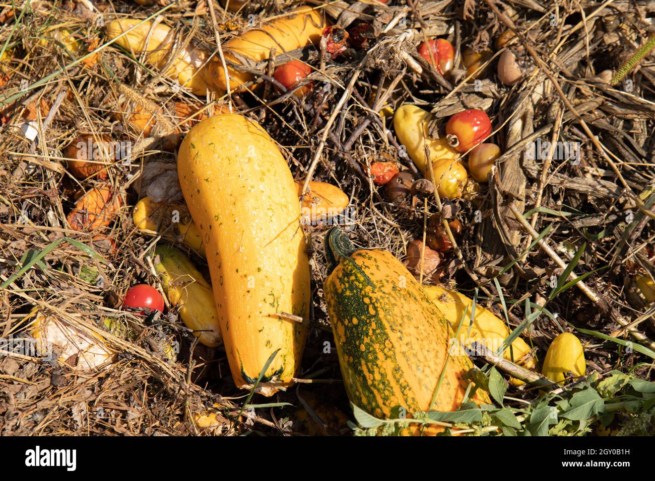 colorful compost pile and refuse pit with rotten colorful vegetables ...