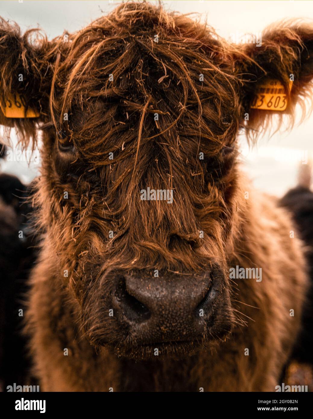 Bull cattle head shot hi-res stock photography and images - Alamy