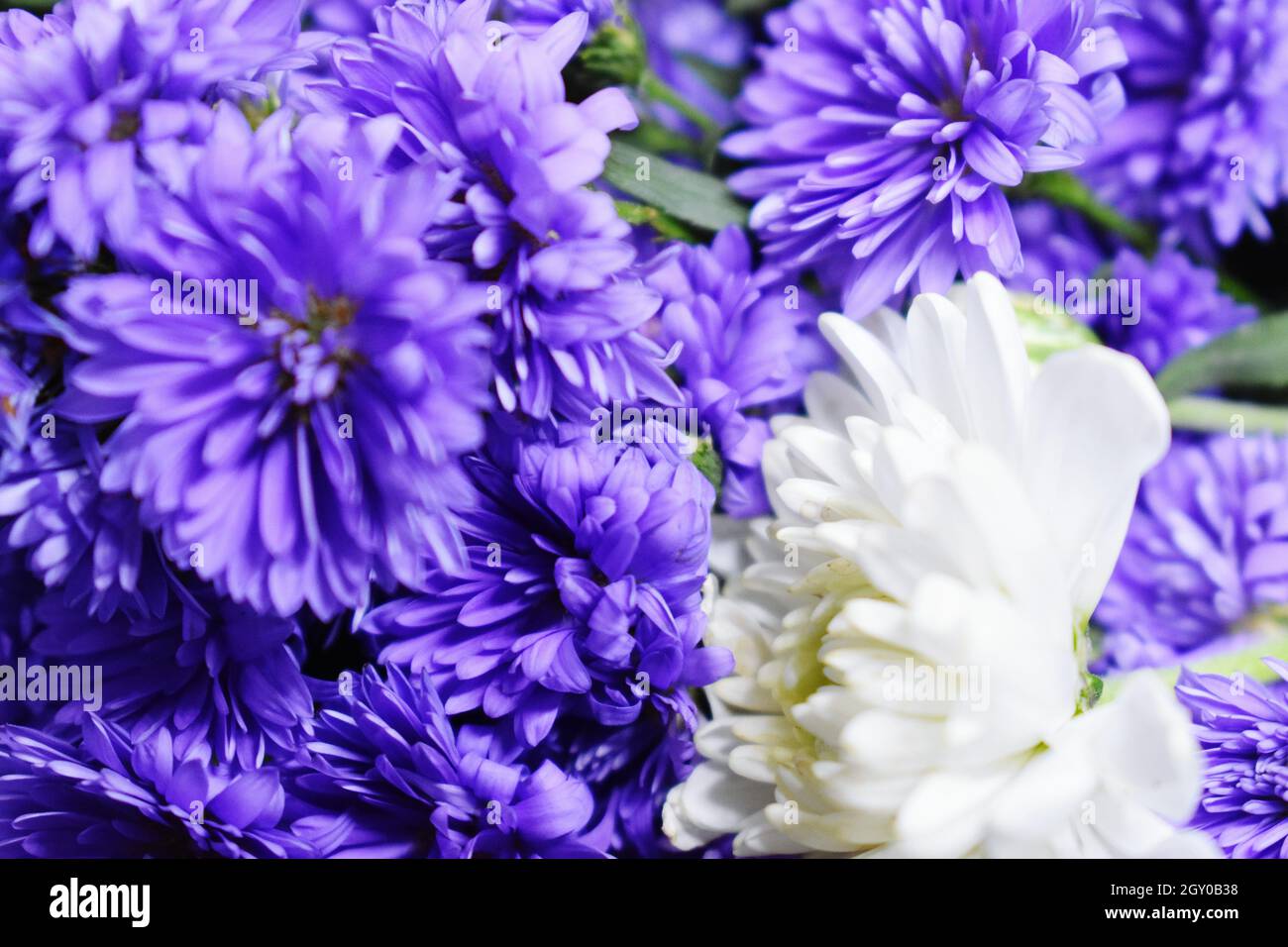 Astra white hi-res stock photography and images - Alamy