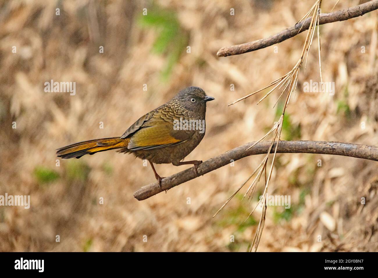 Scaly Laughingthrush, rochalopteron subunicolor, Singhalila National ...