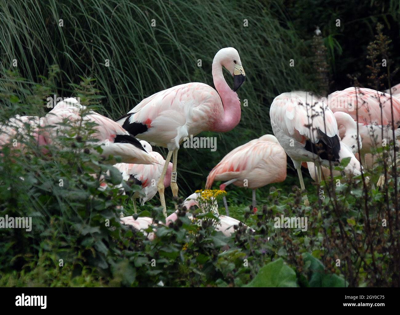 Slimbridge flamingos hi-res stock photography and images - Alamy