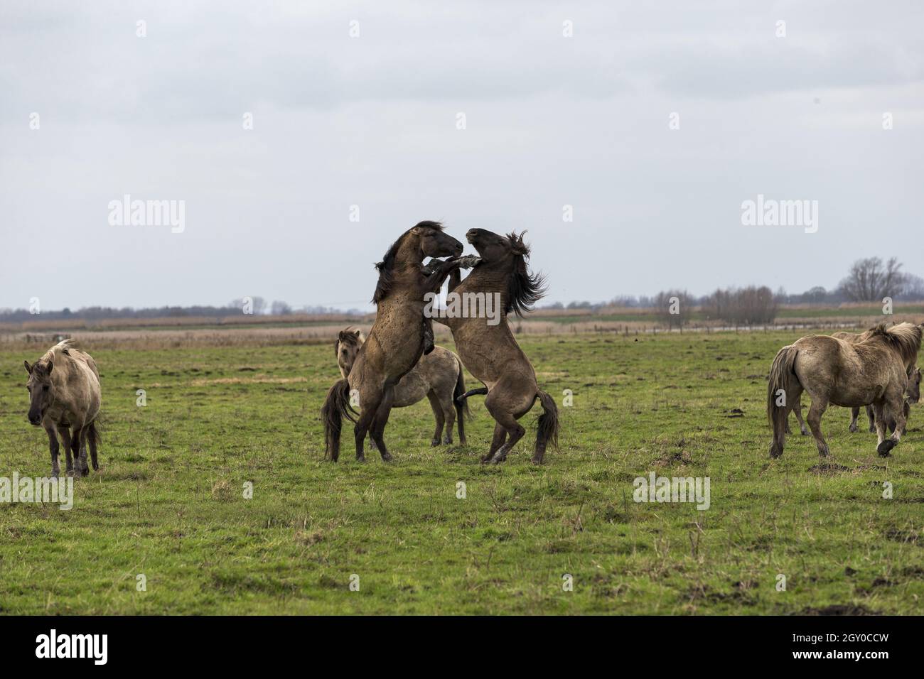 Fen wildlife hi-res stock photography and images - Alamy