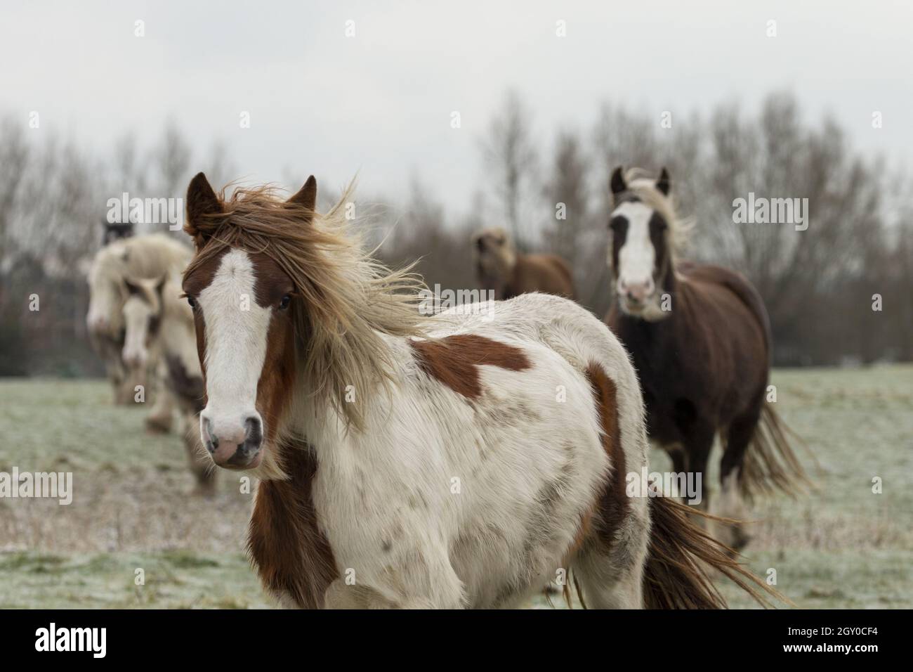 Gypsy Vanner Vaner Draft horse Port Meadow Oxford England Stock Photo ...