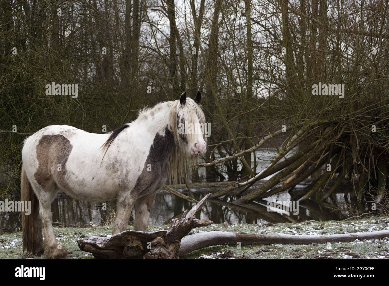 Gypsy Vanner Vaner Draft horse Port Meadow Oxford England Stock Photo ...