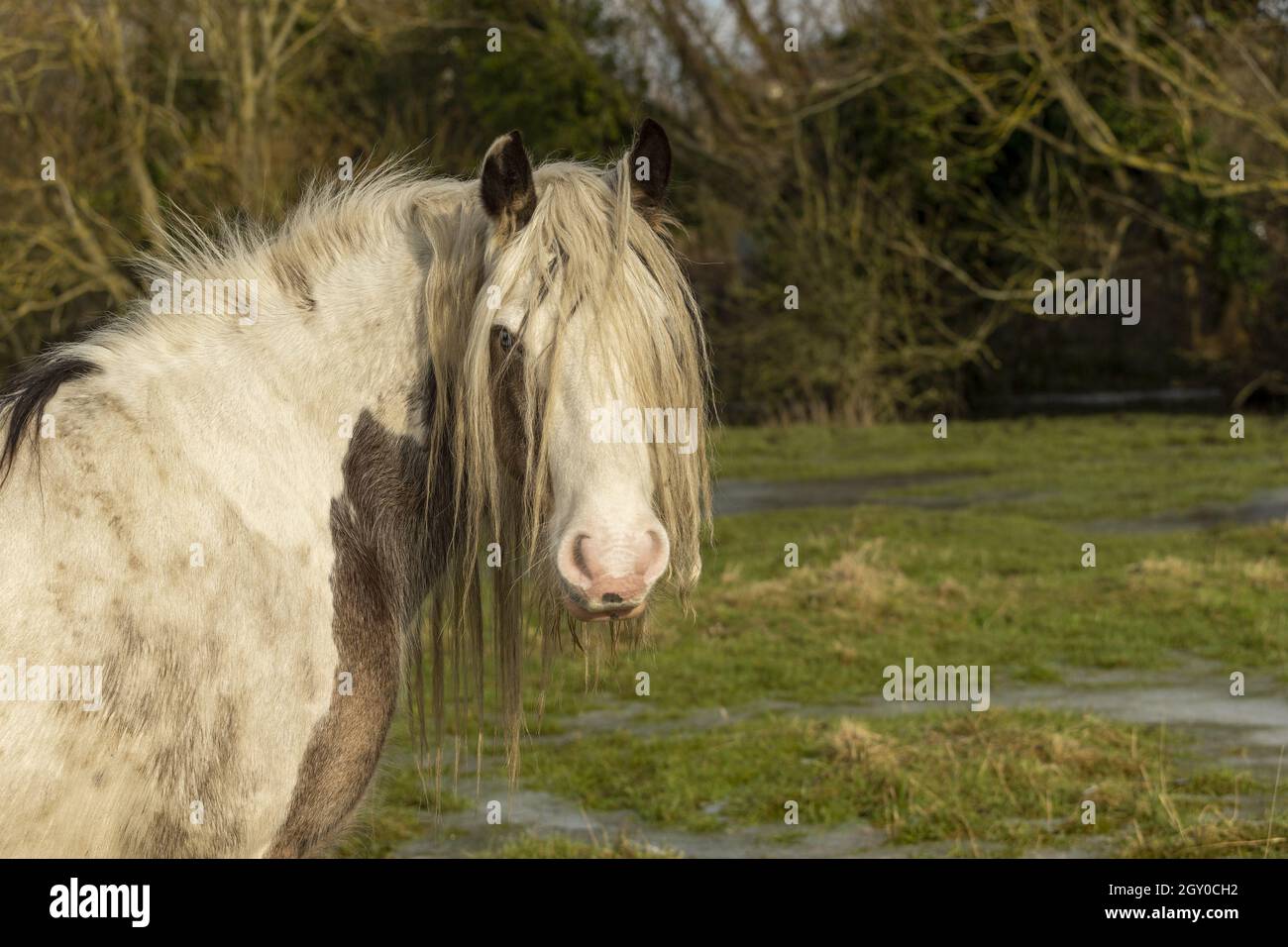 The galineers cob hi-res stock photography and images - Alamy