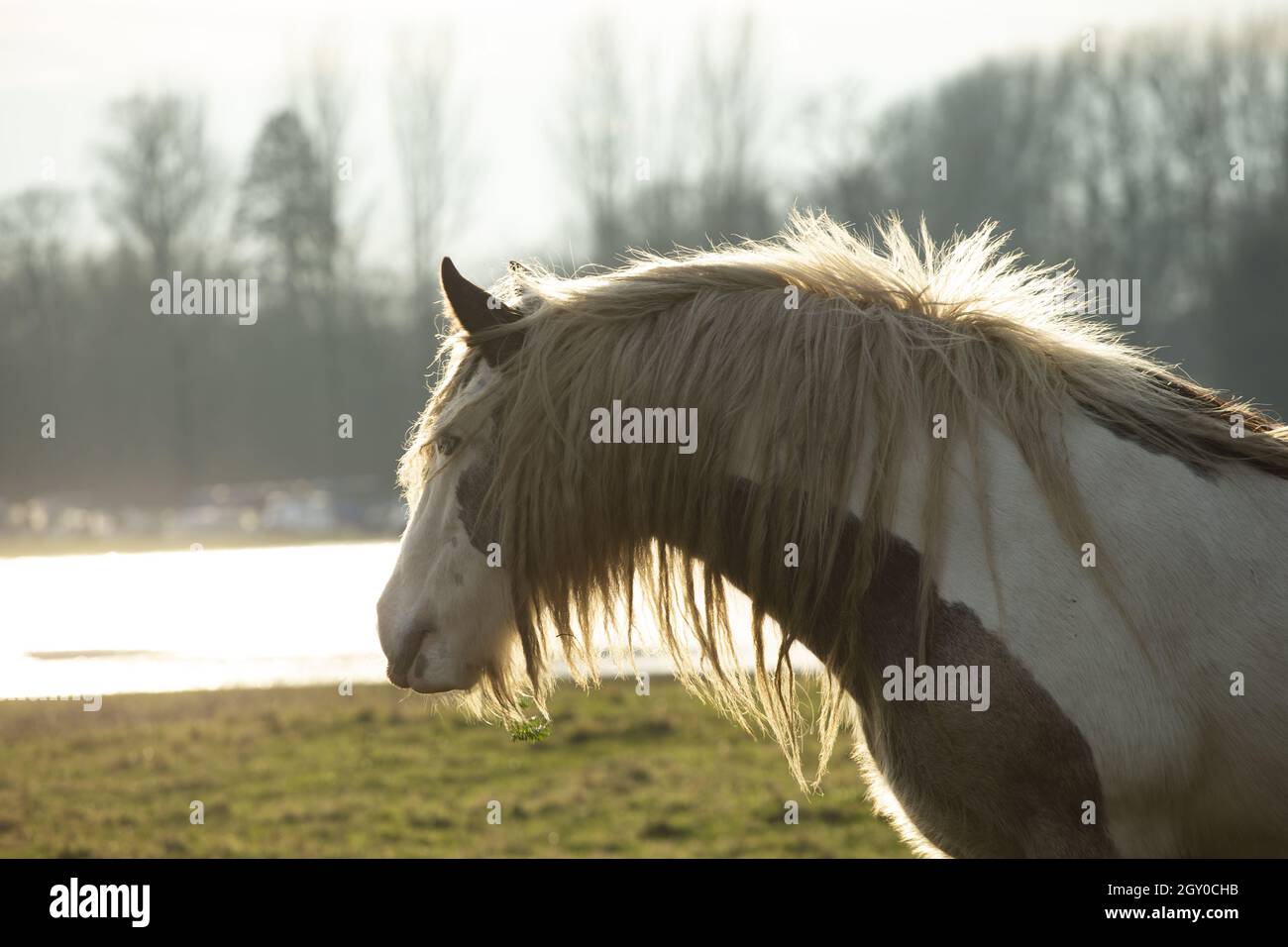 The galineers cob hi-res stock photography and images - Alamy