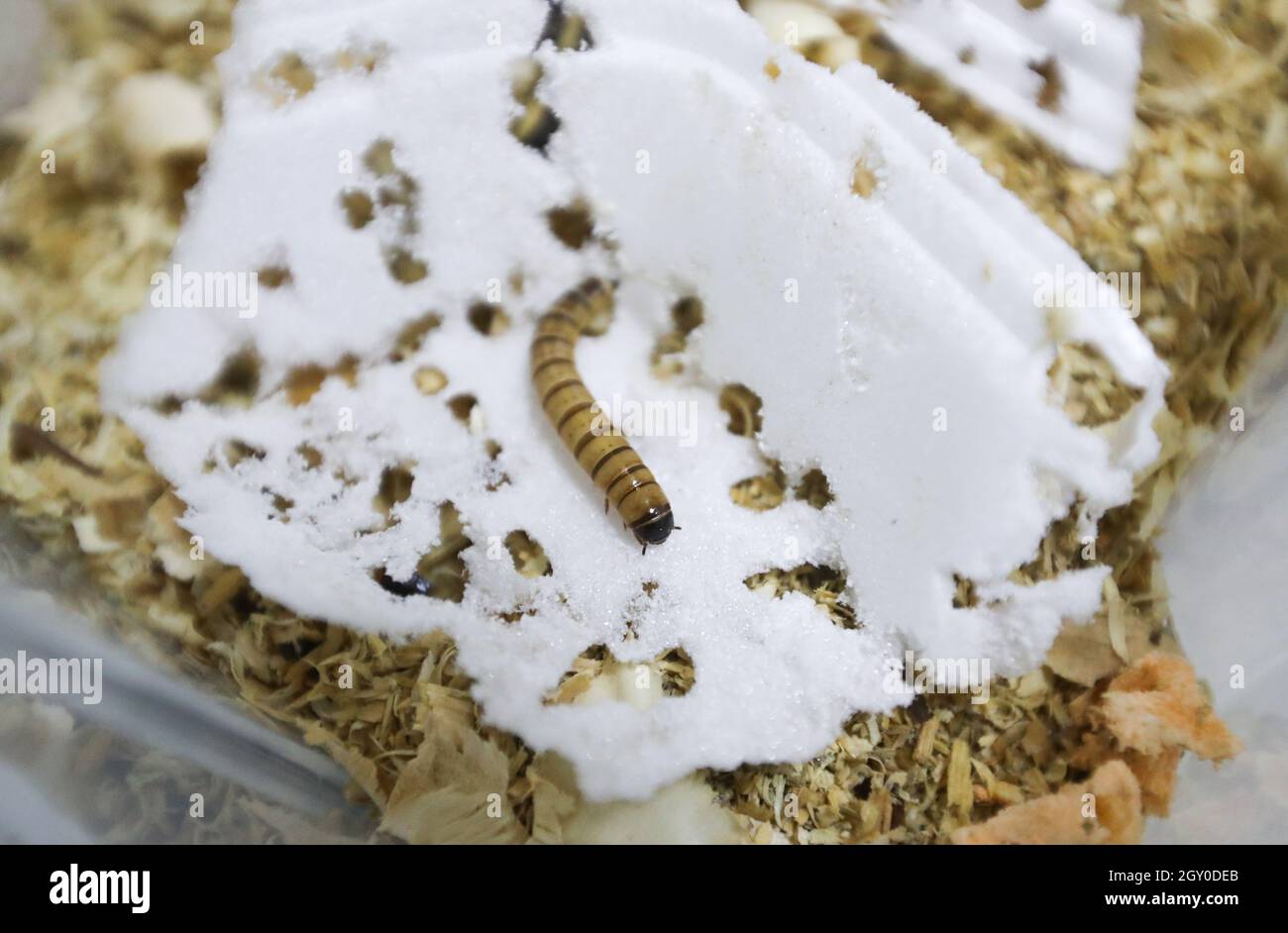 Superworm High Resolution Stock Photography and Images - Alamy