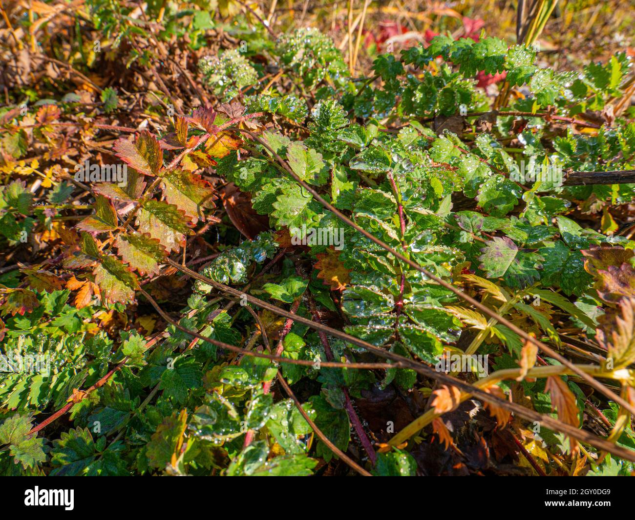 Small drops of water from the morning dew on the colorful plants on the ...