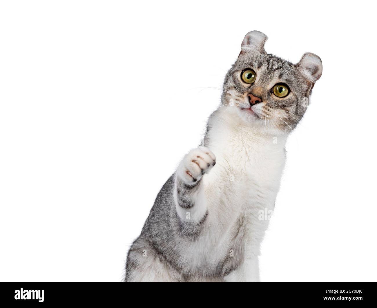 Head shot of Adult American Curl Shorthair cat, sitting up facing ...