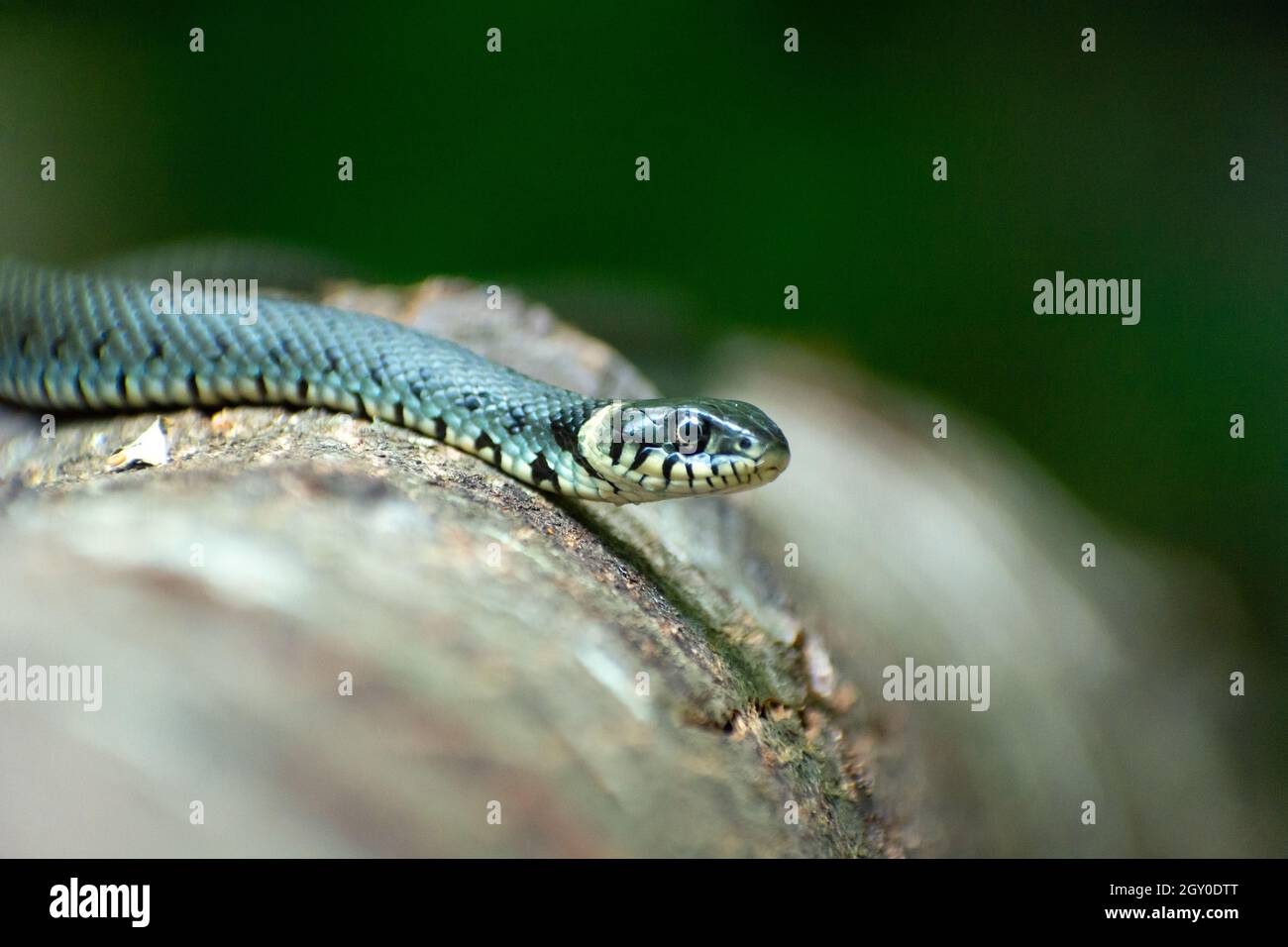 Snake Lying On Tree