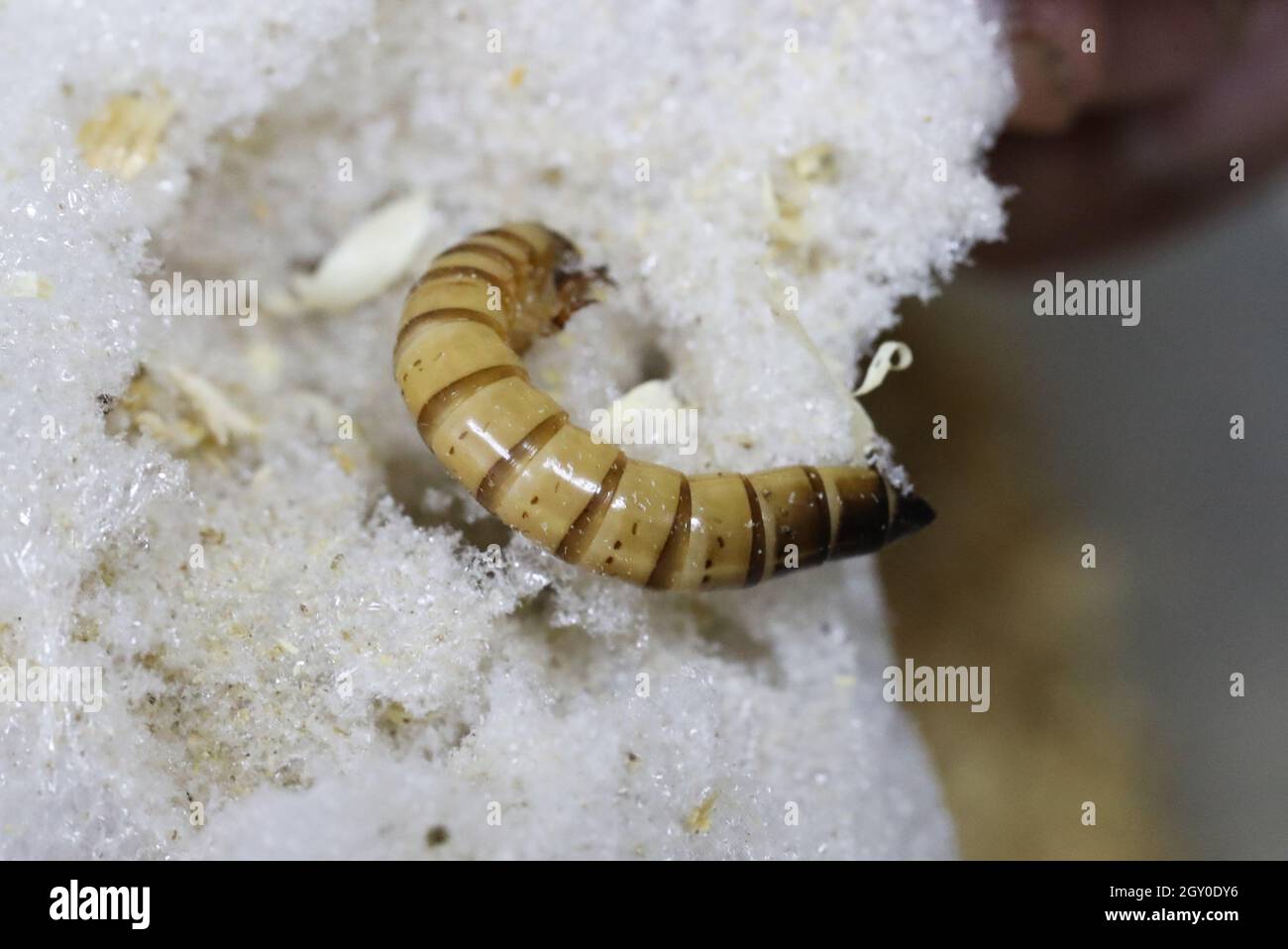 Superworms High Resolution Stock Photography and Images - Alamy
