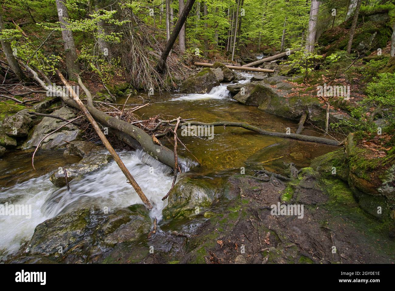 Fallen logs hi-res stock photography and images - Alamy