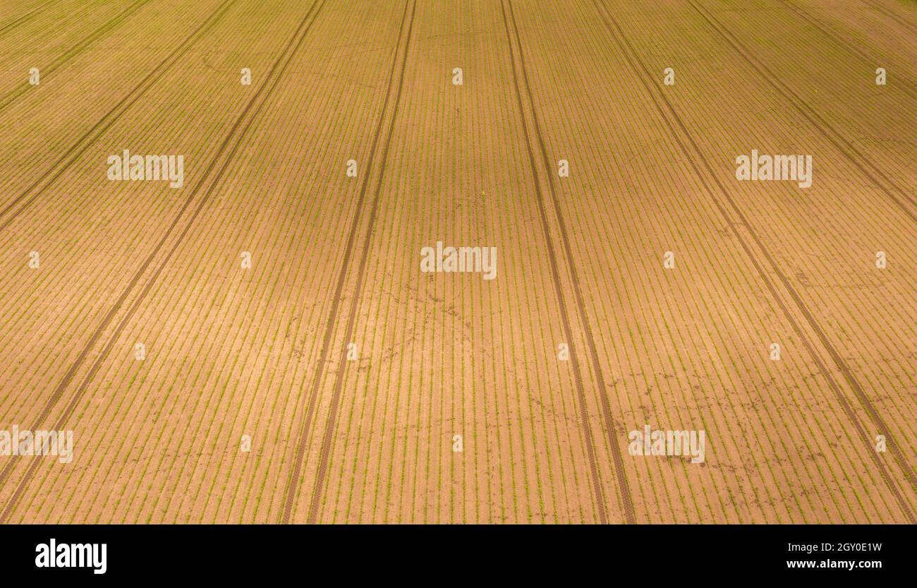 Aerial view of cultivated corn crops at countryside Stock Photo - Alamy