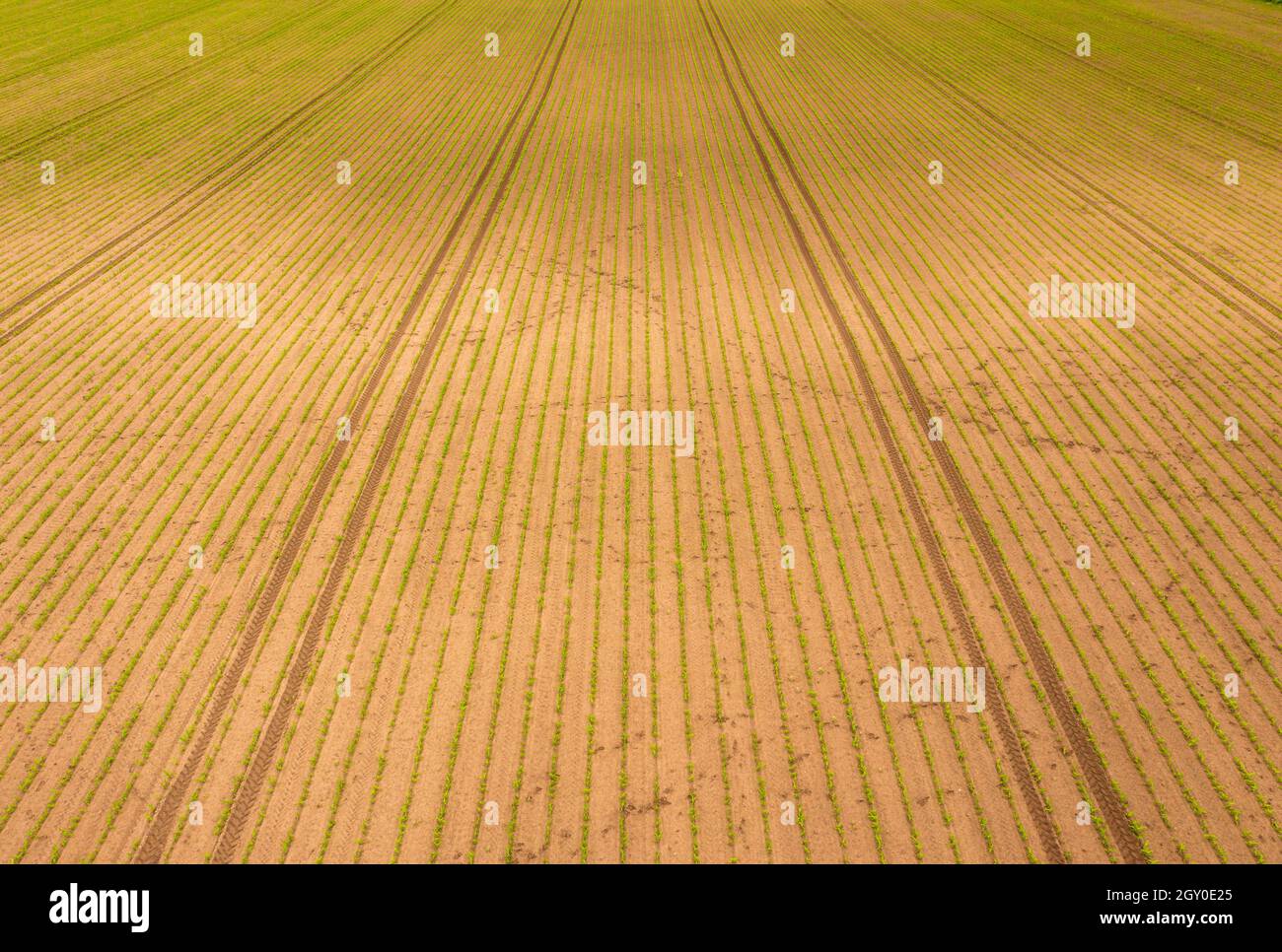 Aerial view of cultivated corn crops at countryside Stock Photo - Alamy