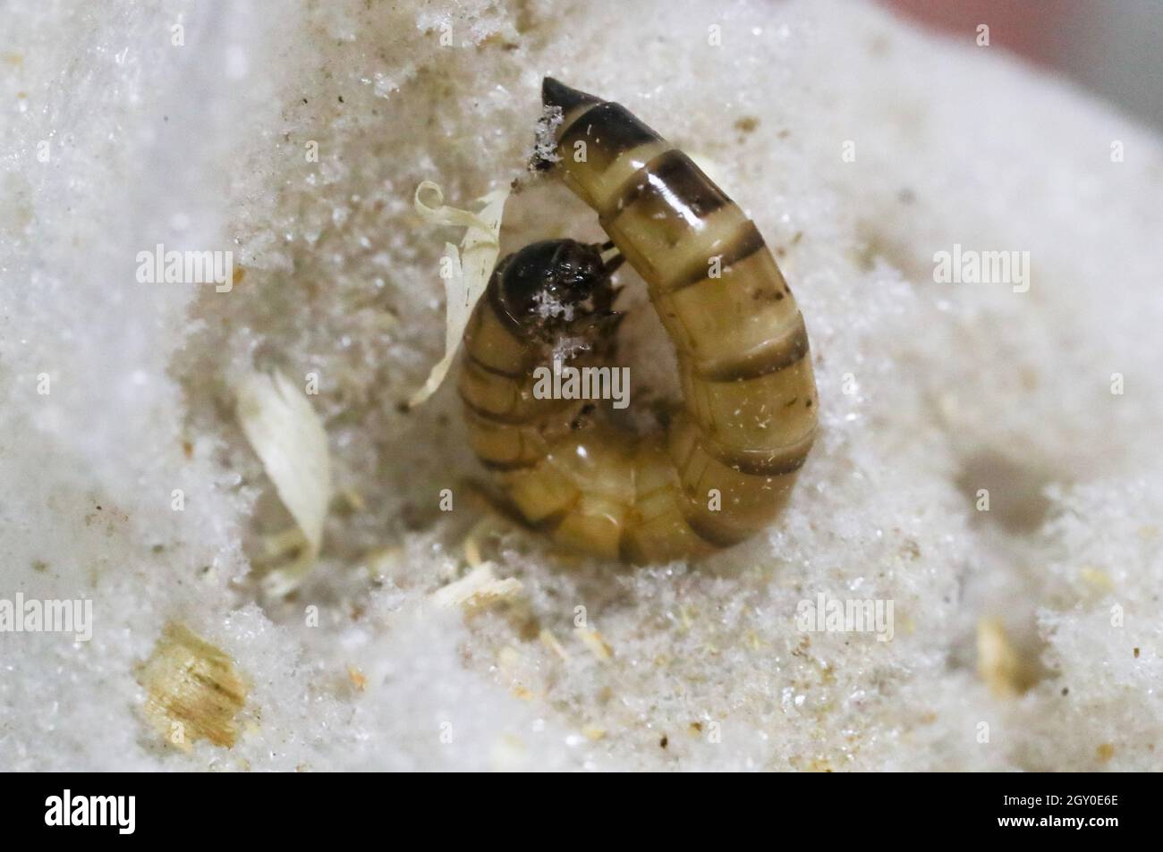 Superworms High Resolution Stock Photography and Images - Alamy