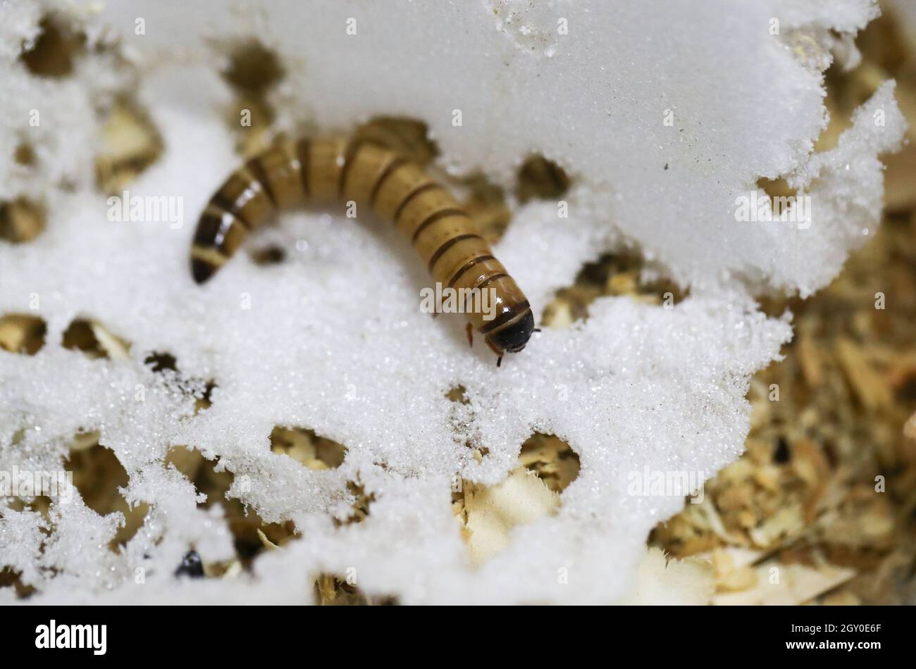 Superworms High Resolution Stock Photography and Images - Alamy