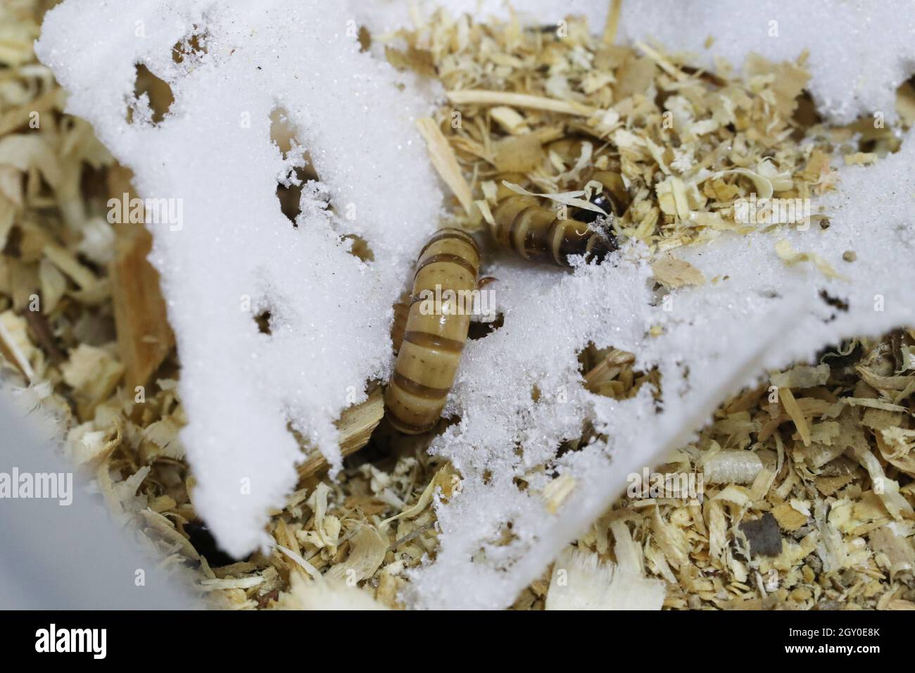 Superworms High Resolution Stock Photography and Images - Alamy