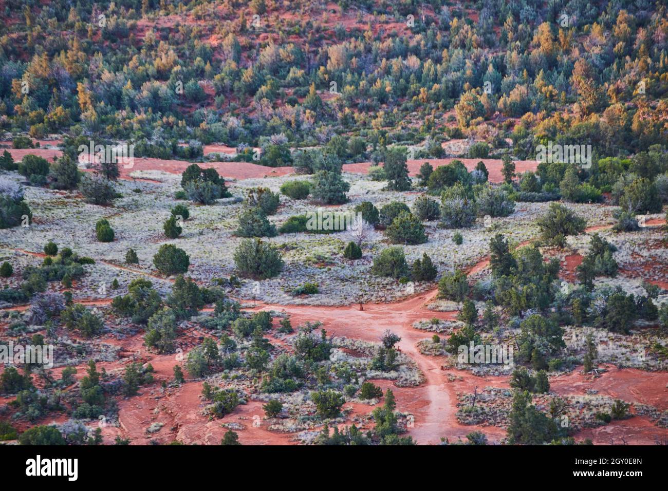 Trails lead through red sandy ground and scrubby trees Stock Photo - Alamy