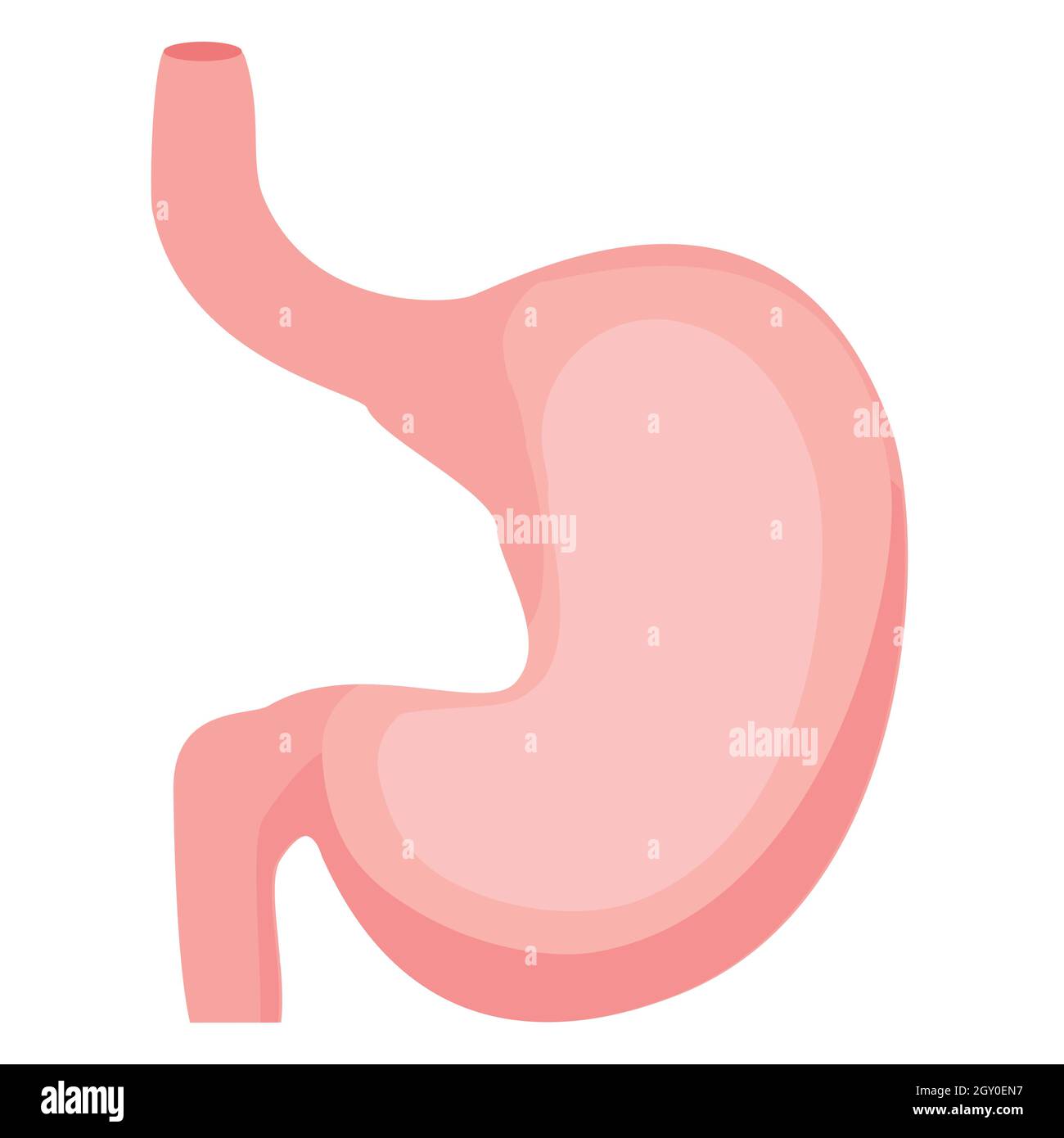 Stomach icon. Human internal organs symbol. Digestive system anatomy ...