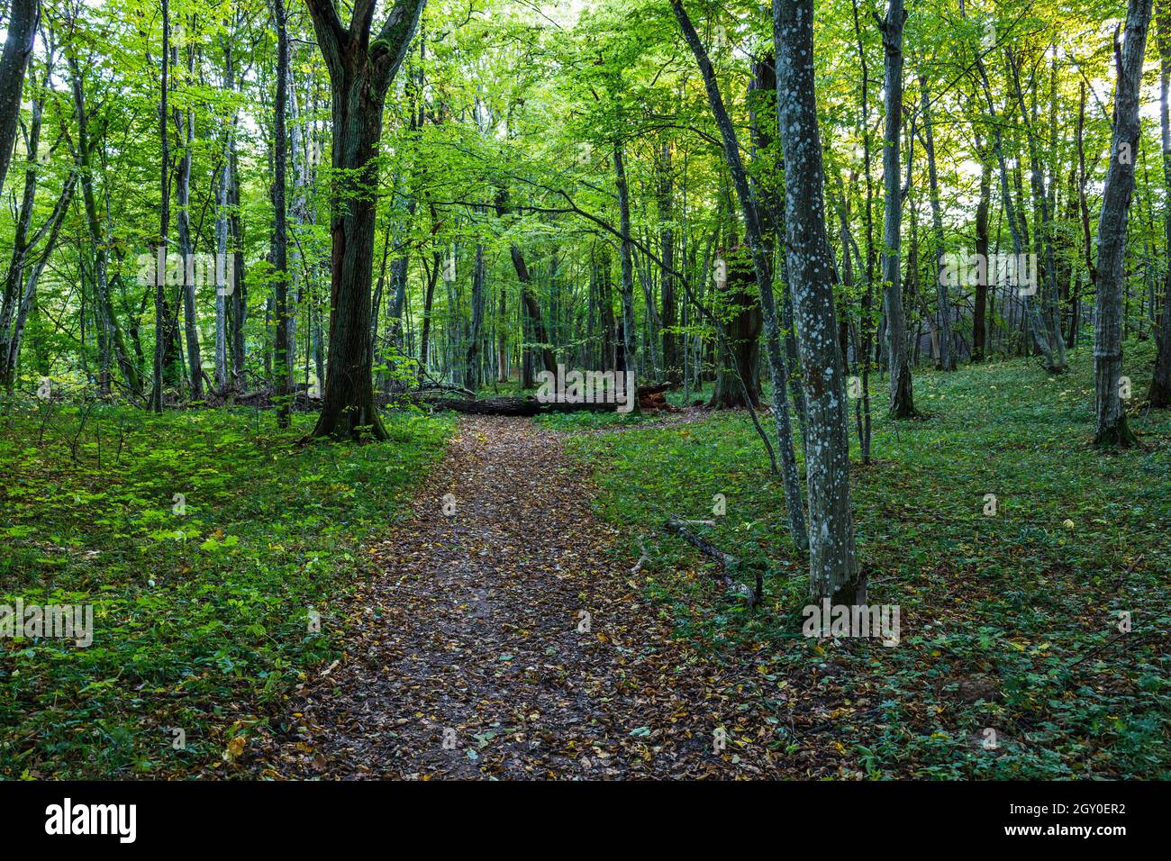 Fallen Tree on the Dirt Path in the Forest with Tall Trees Stock Photo ...