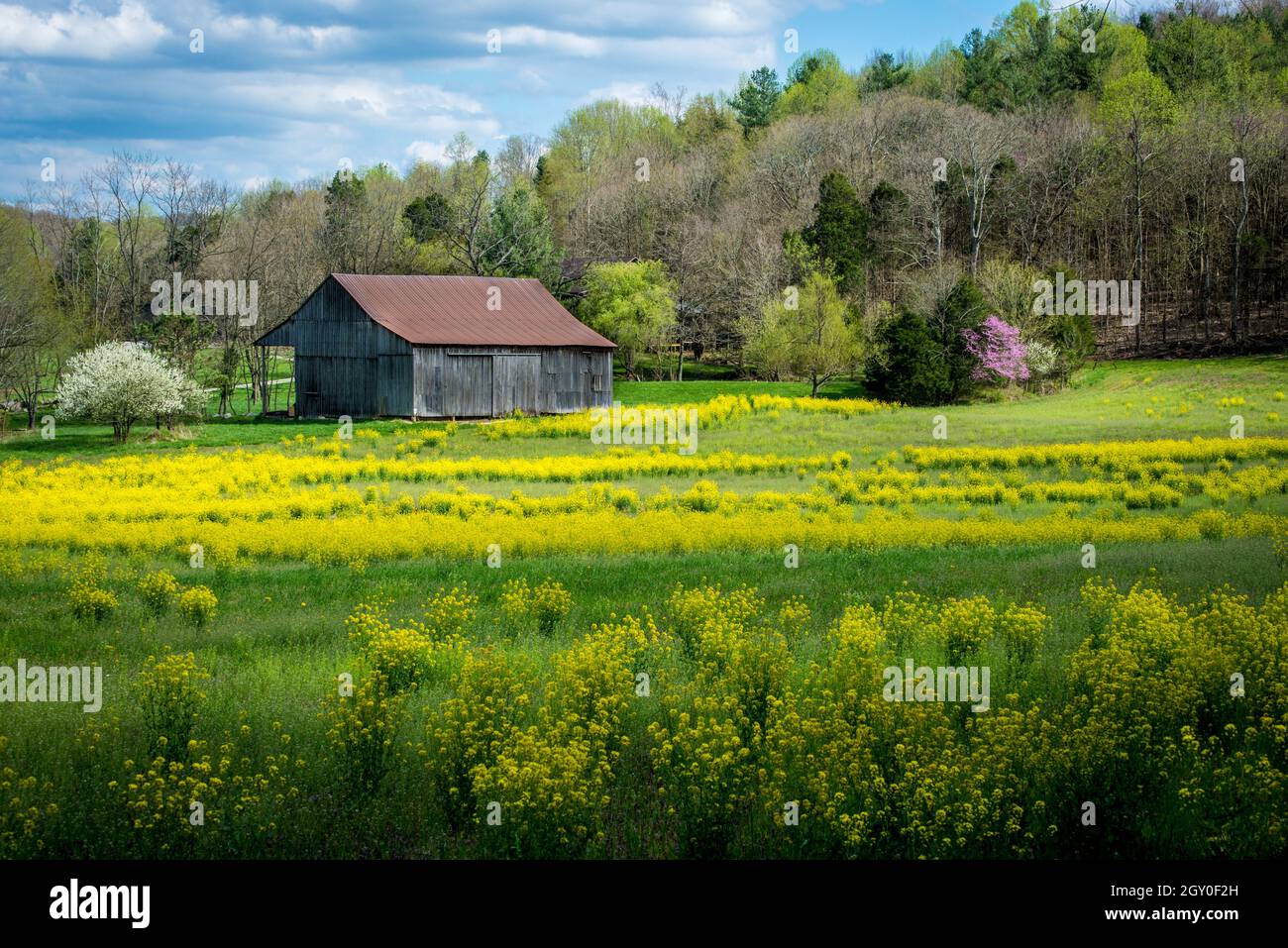 Obannon Woods Barn in Spring - White Cloud - Indiana Stock Photo - Alamy