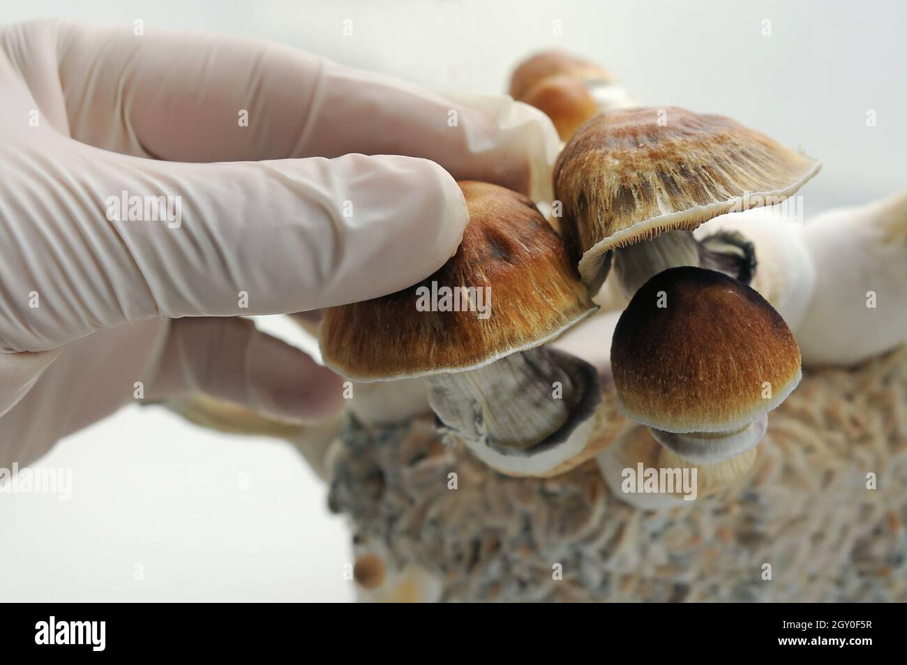 Mycelium block of psilocybin psychedelic mushrooms Golden Teacher ...