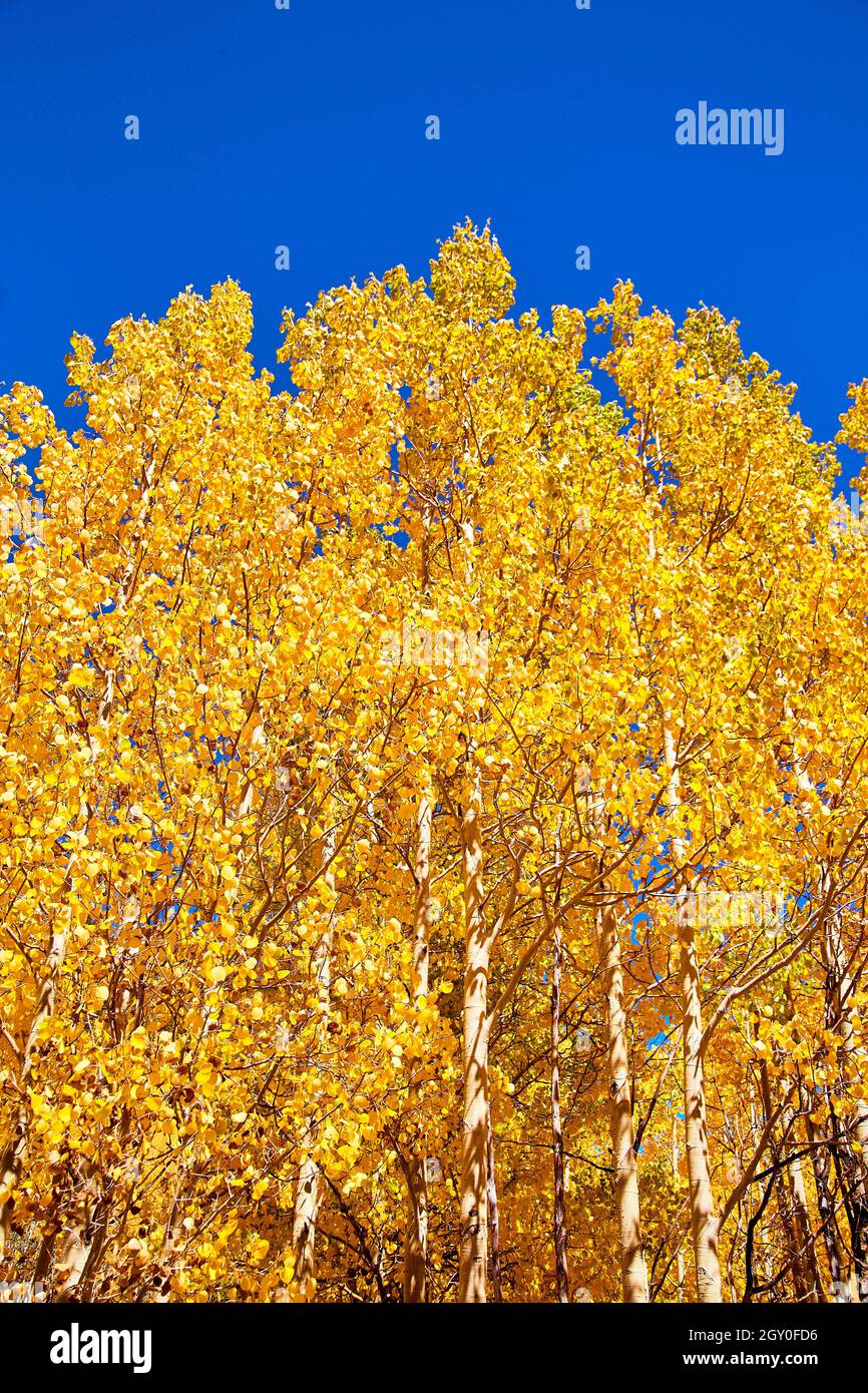 Fall season cluster of golden yellow aspen trees Stock Photo - Alamy