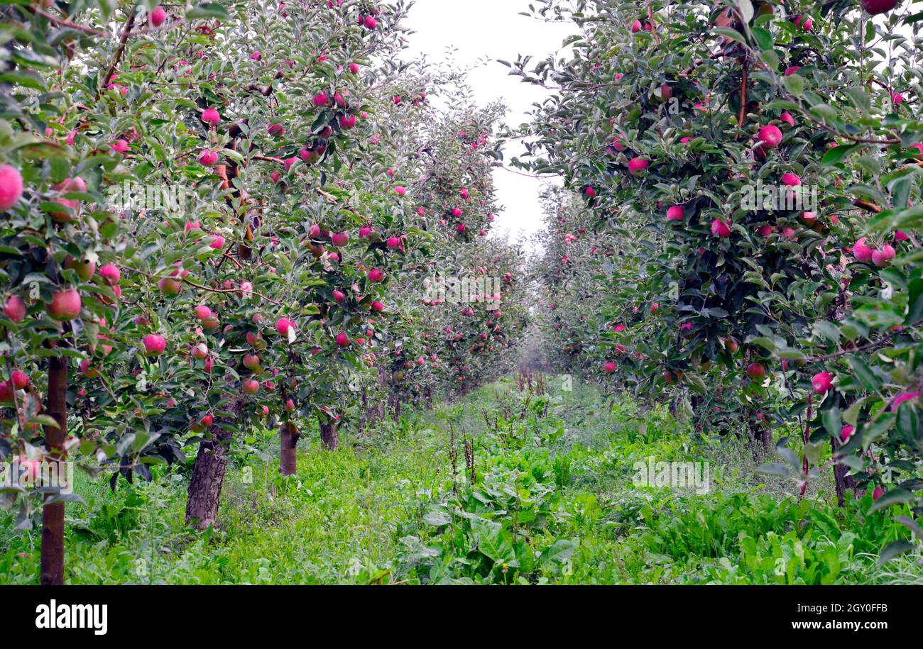 picture of ripe apples ready for harvesting , food and health Stock ...