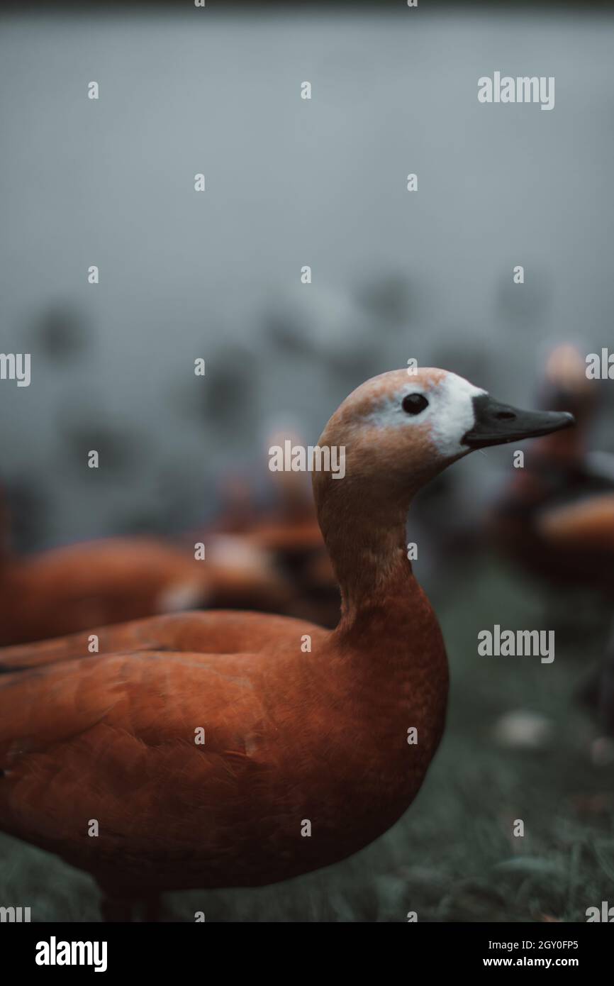 Wild duck walking in the autumn park by the pond Stock Photo - Alamy