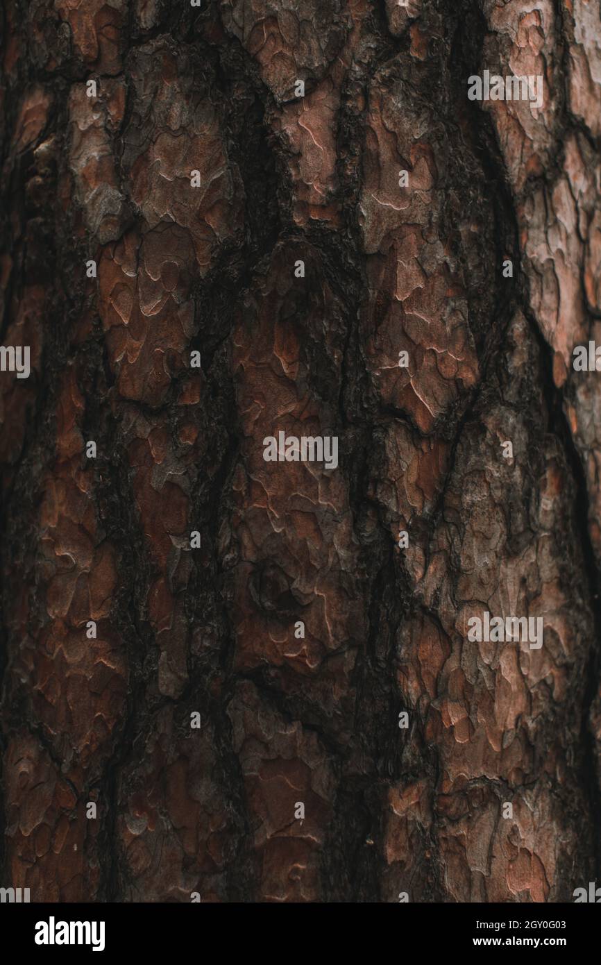 Forest tree line silhouette hi-res stock photography and images - Alamy