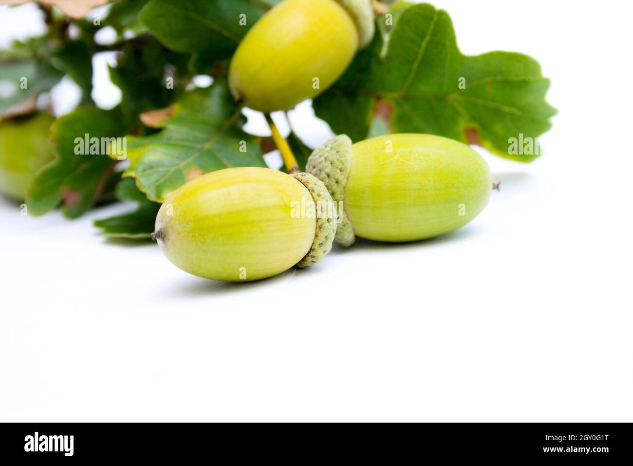 Picture of an acorn on a white background . autumn theme Stock Photo ...
